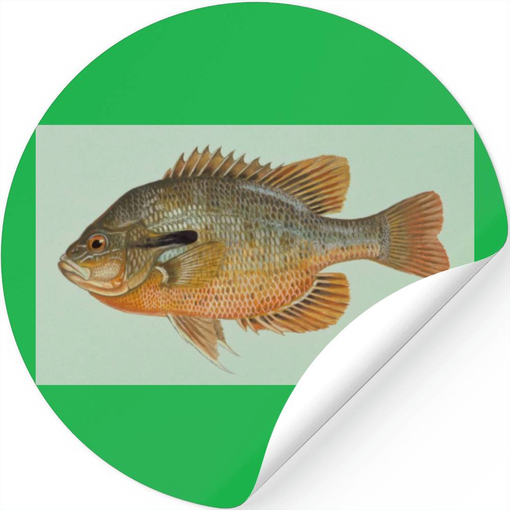 Redbreast Sunfish - Lepomis Auritus Stickers