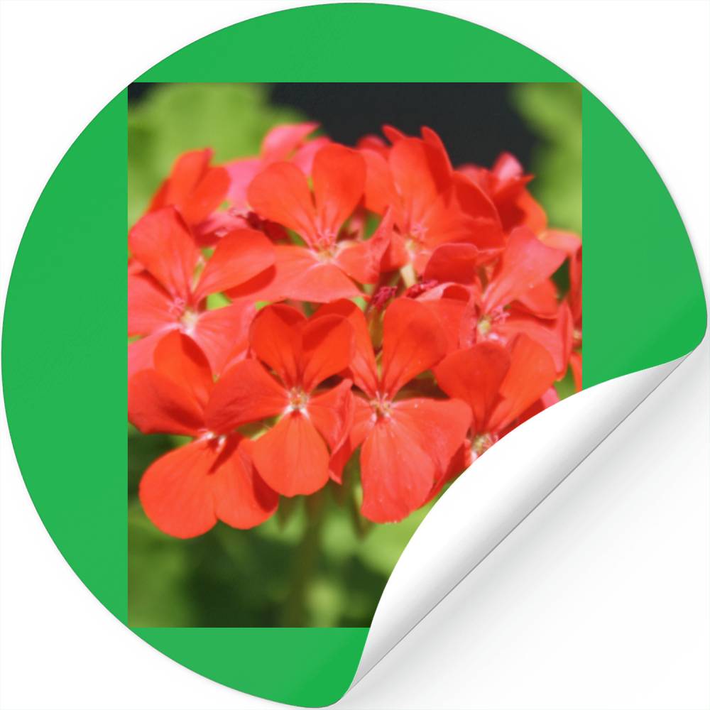 Red Geranium Pelargonium Hortorum Plus Size Stickers